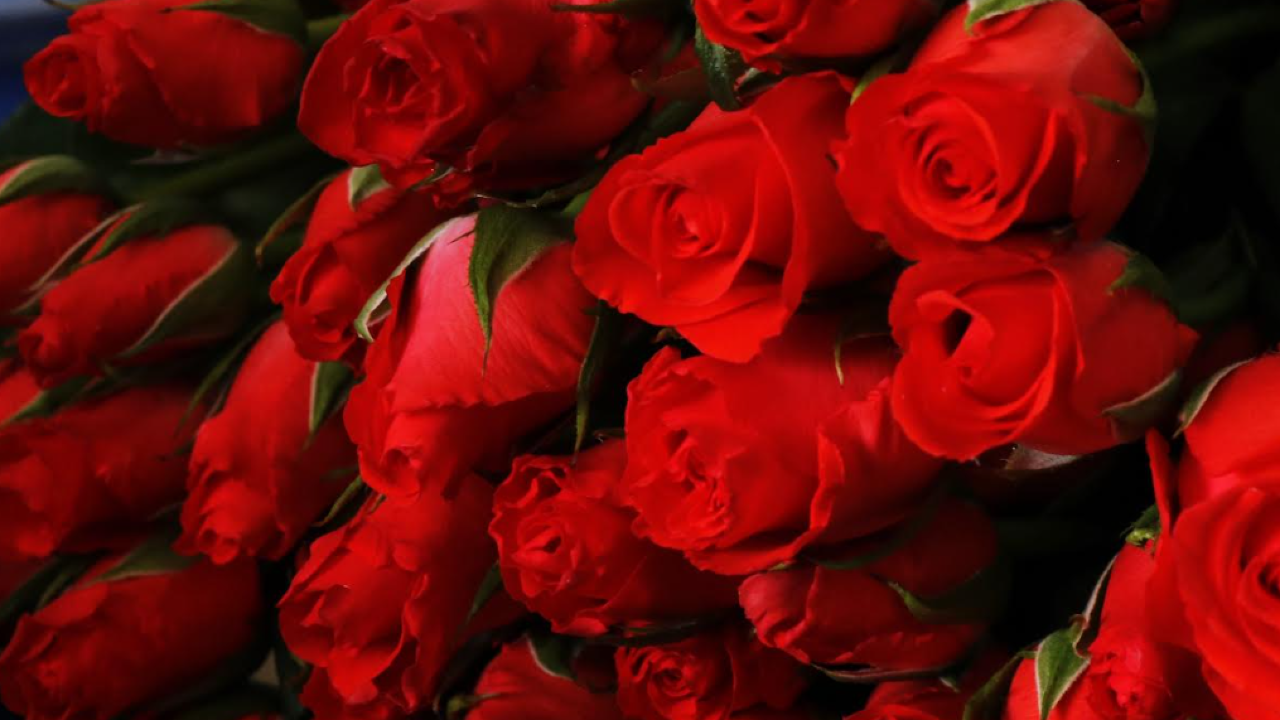 My love is like a Taj Mahal rose