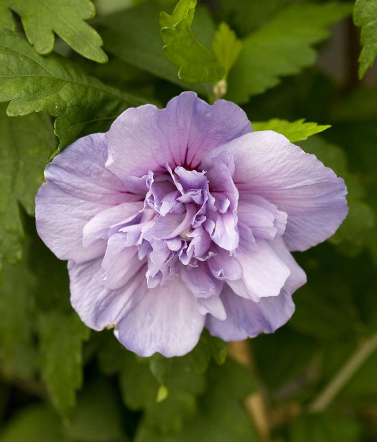 How to plant and grow rose of Sharon