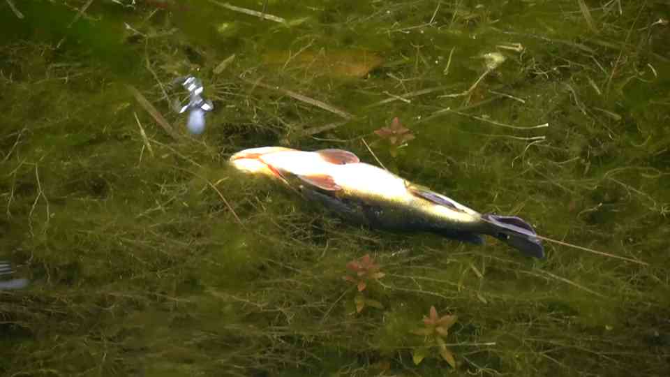 South Florida turned into a fish graveyard overnight