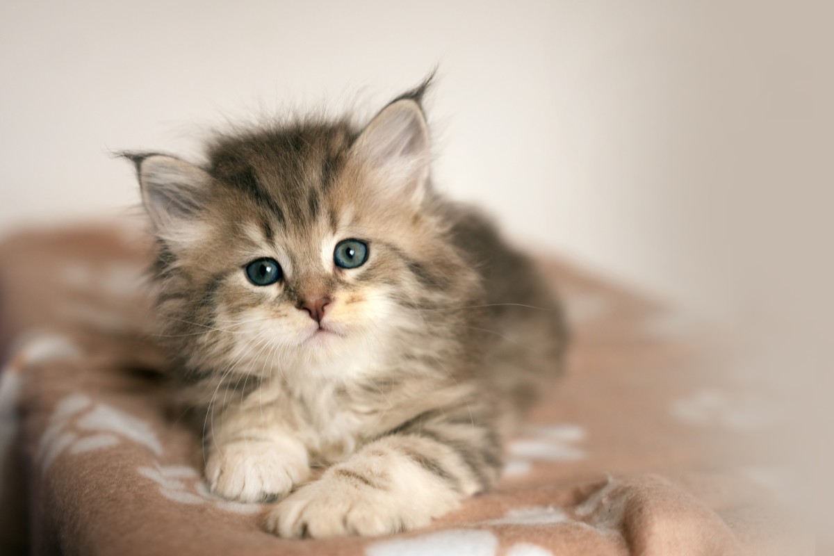 Siberian kitten's distinct 'crispy-crunchy meows' will steal your heart