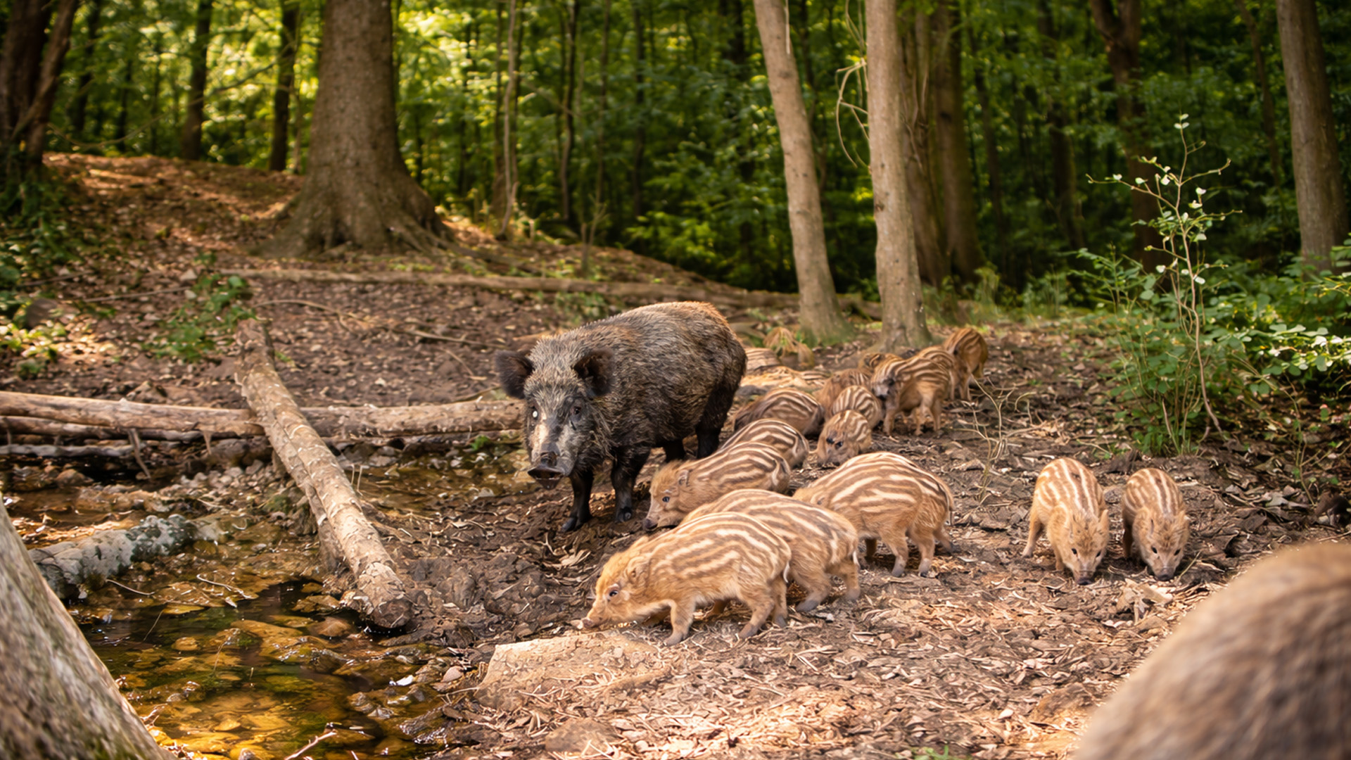 Camera trap reveals wild boar activity near the river