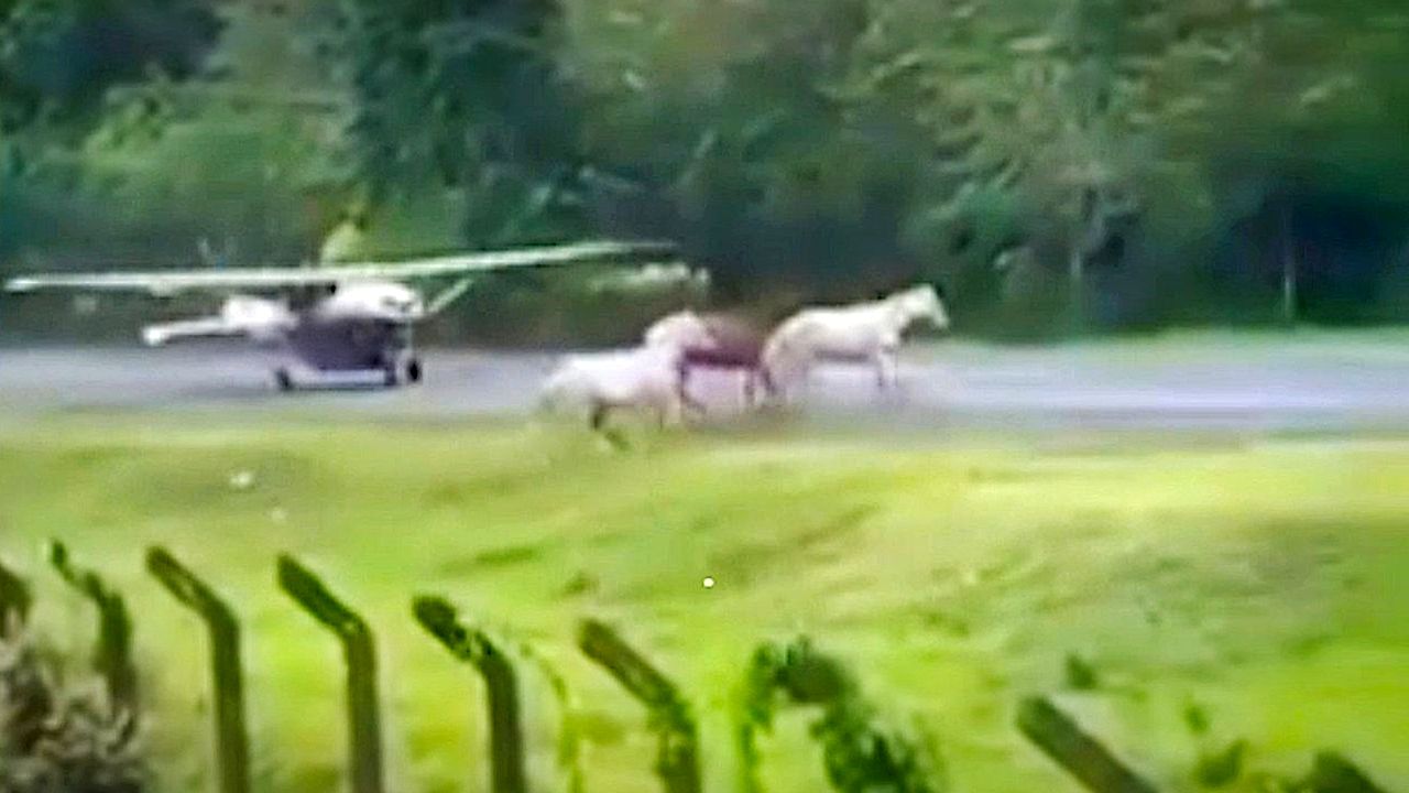 Wild horses suddenly bolt into path of landing plane in Colombia