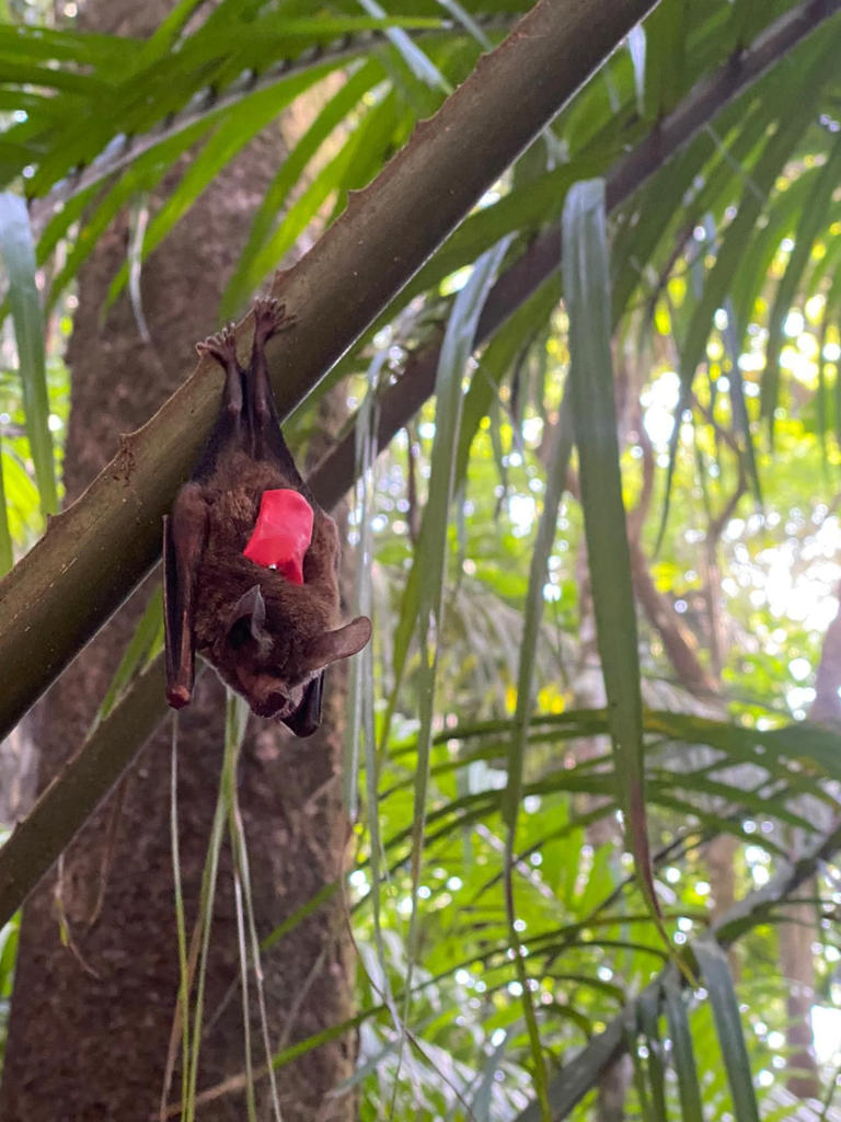 These lazy bats are super-efficient killers that carefully conserve ...