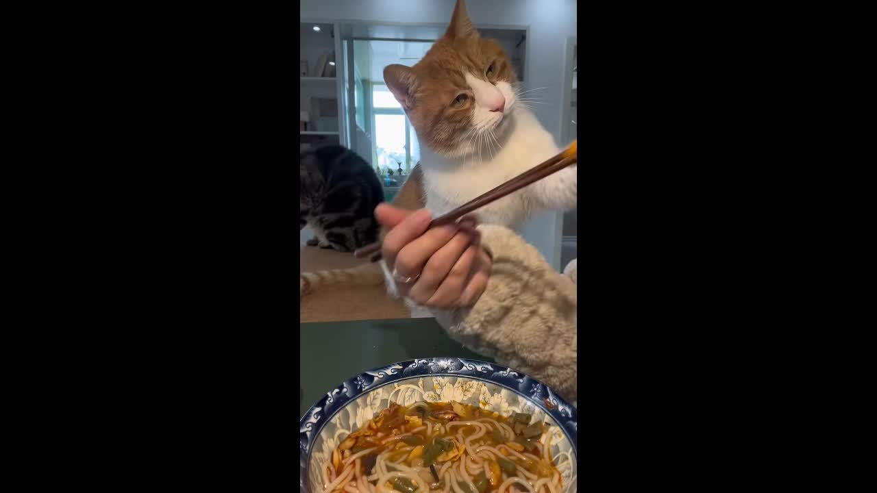 Cat seeks attention during mealtime in Jiangsu, China