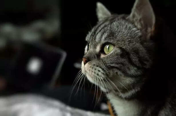 Ever seen glowing eyes in the dark? These animals are watching you