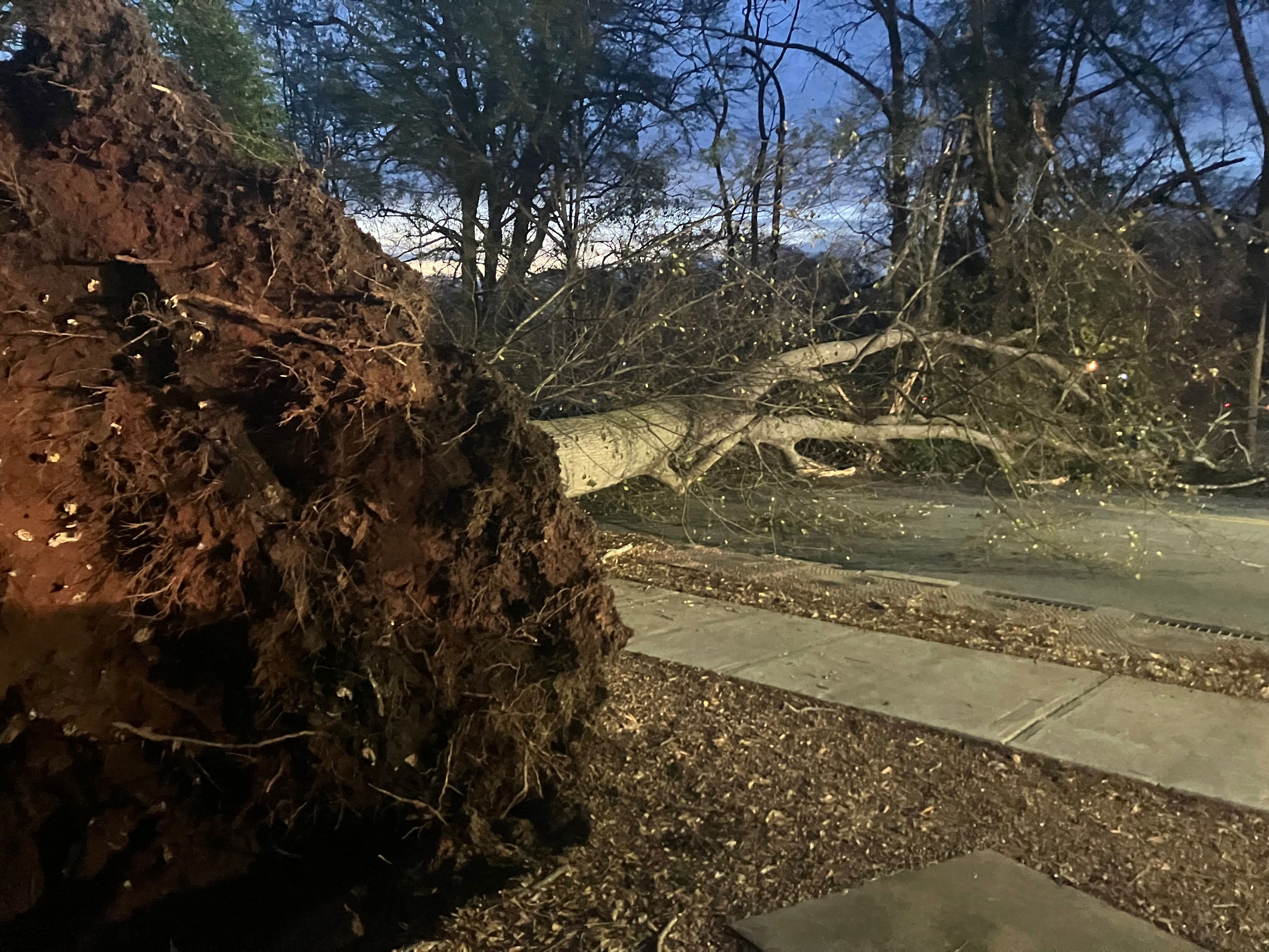 Large tree falls across Ponce de Leon Avenue, traps car under branches