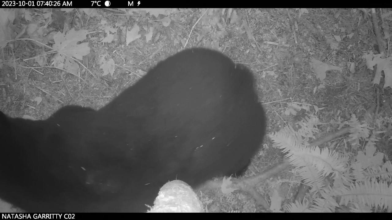 Black bears have a favorite tree