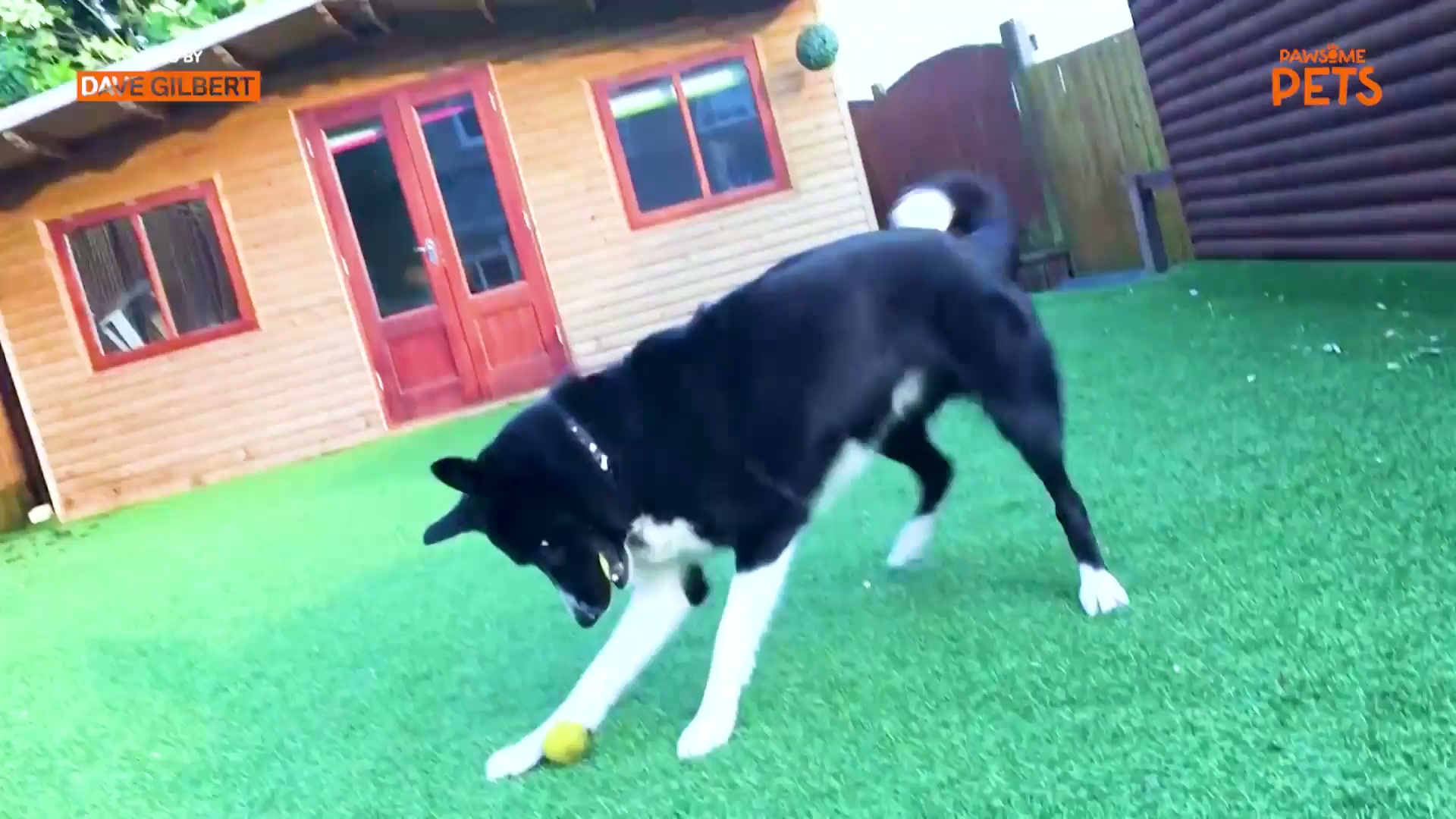 Dog shows off his ball skills