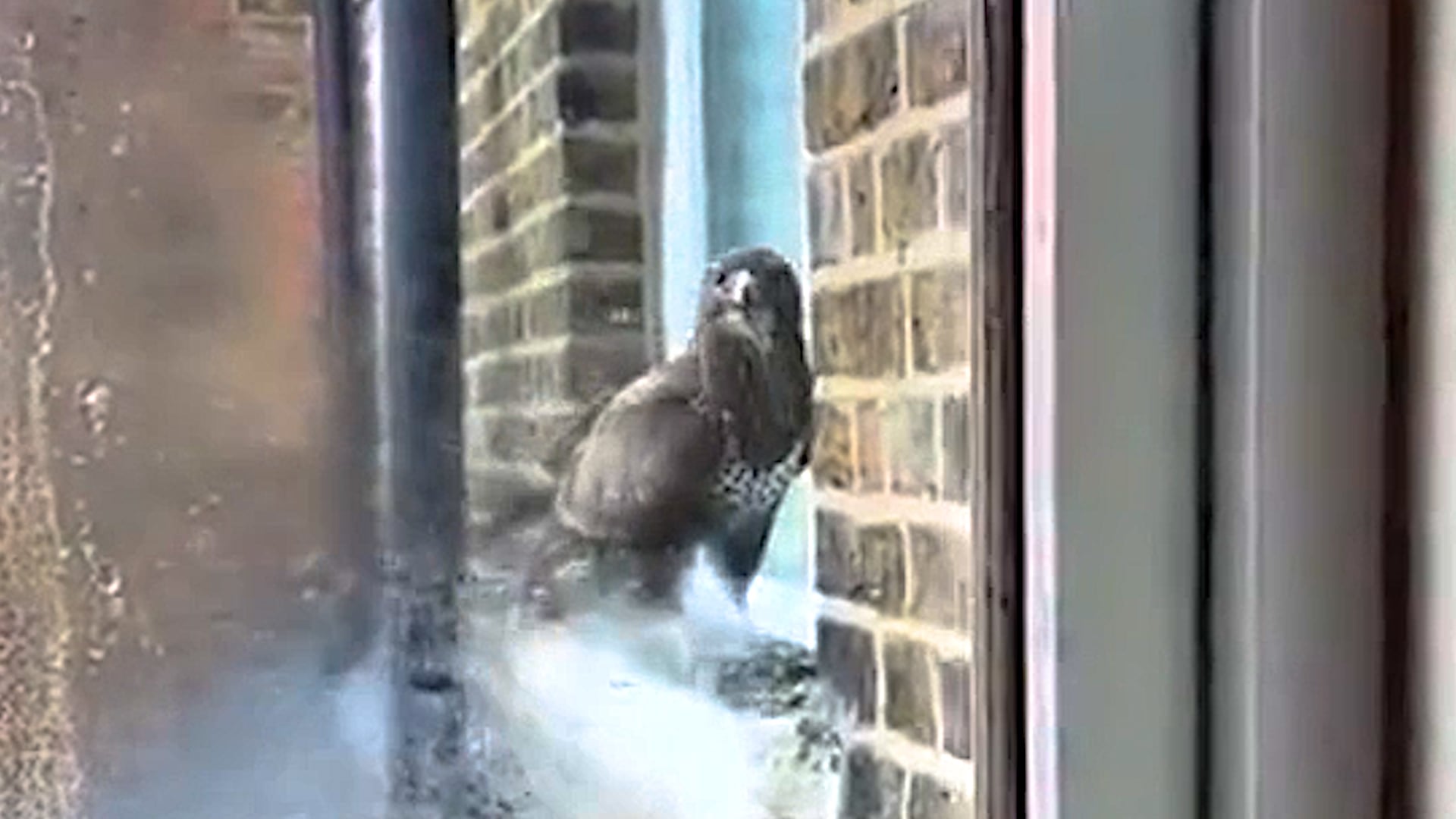 Video shows dive-bombing buzzard trying to break into house