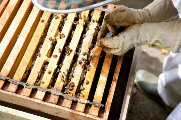 'Varroa destructor', el enemigo invisible que está vaciando las ...