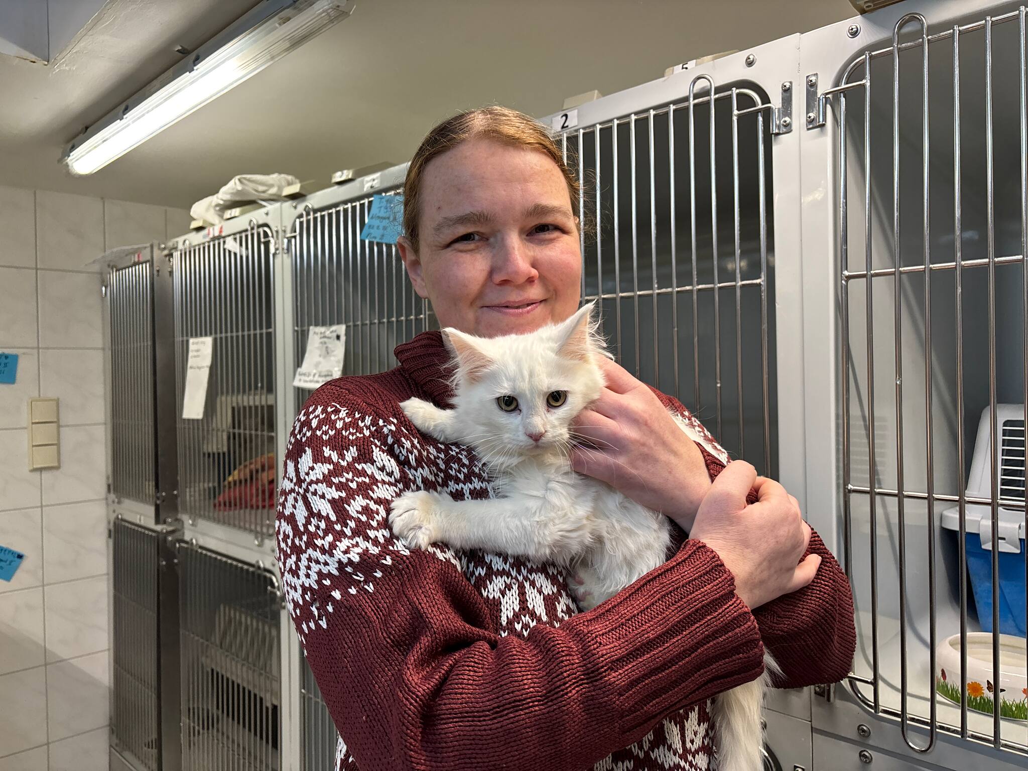 „Zucht außer Kontrolle geraten“: Tierheim Eutin rettet mehr als 30 Katzen