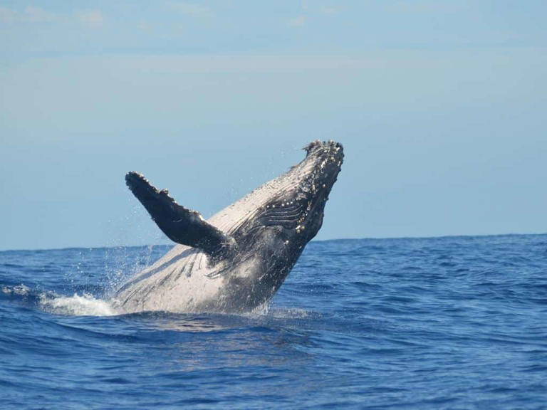 21 fun things to do in Manuel Antonio with kids