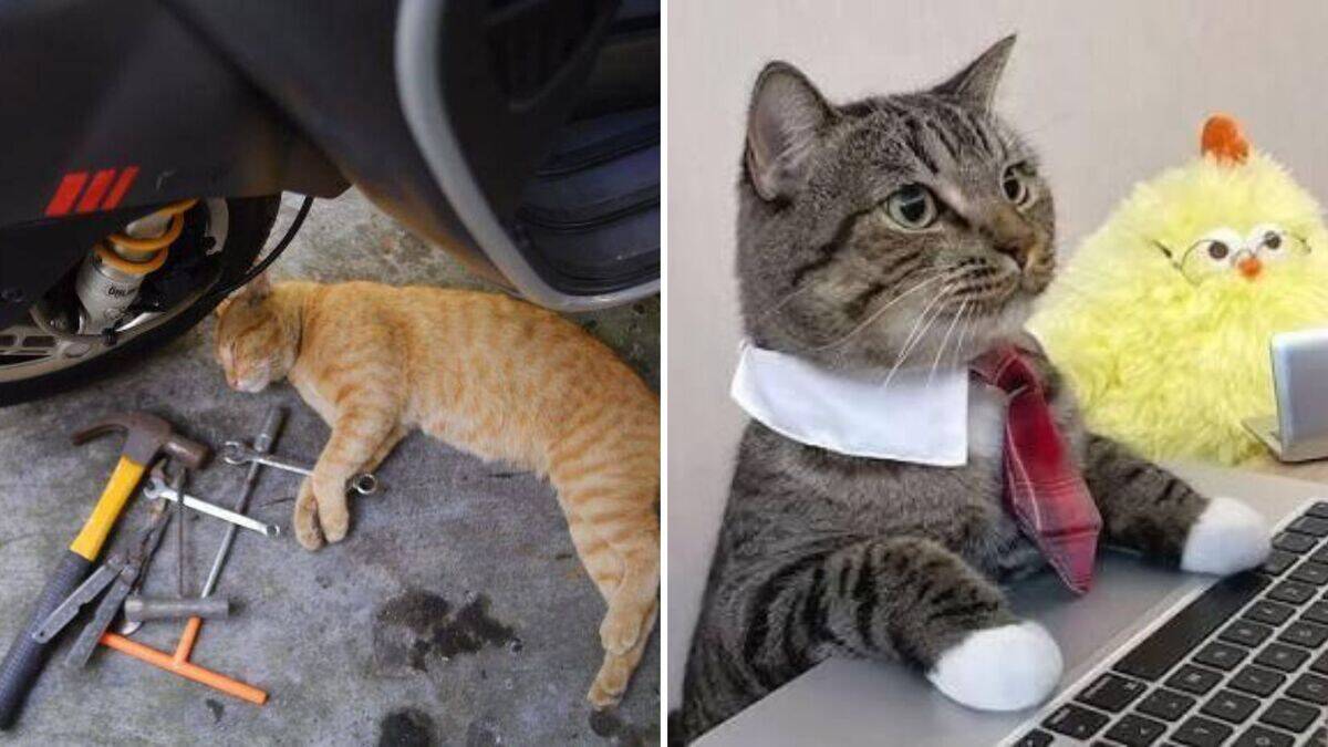 25 photos of cats hard at work