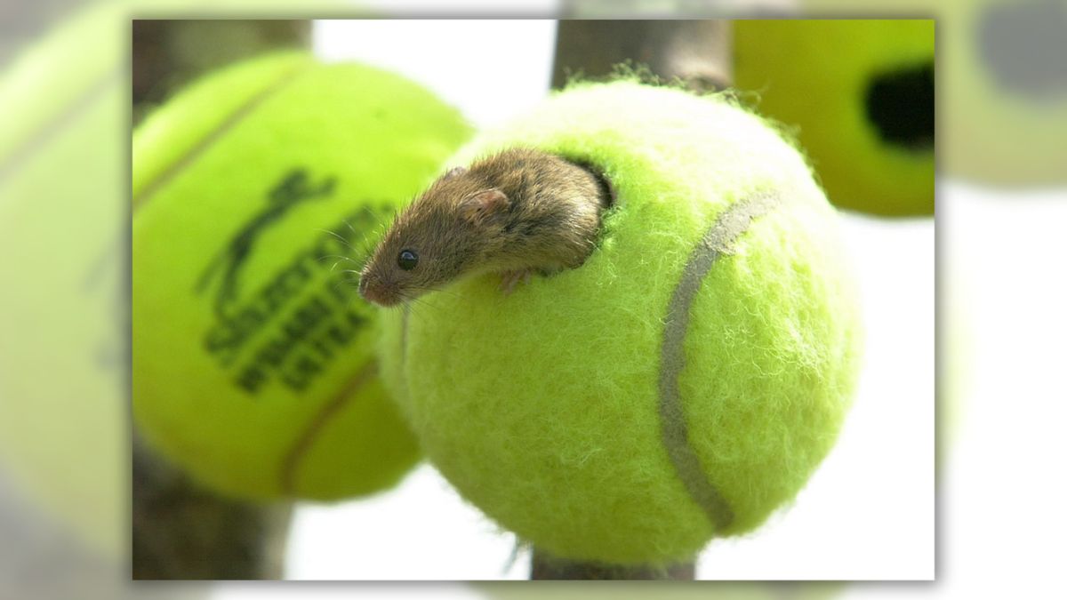 Are Wimbledon tennis balls repurposed as homes for threatened harvest mice?