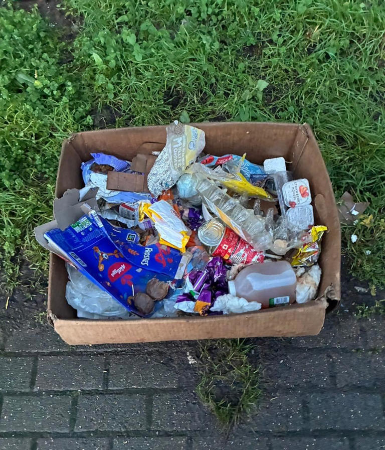 Volunteers search in vain during night for tiny kittens dumped in box ...