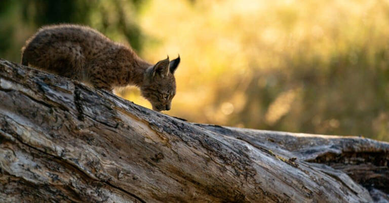 A big cat Britain hasn’t seen in 800 years may be coming back