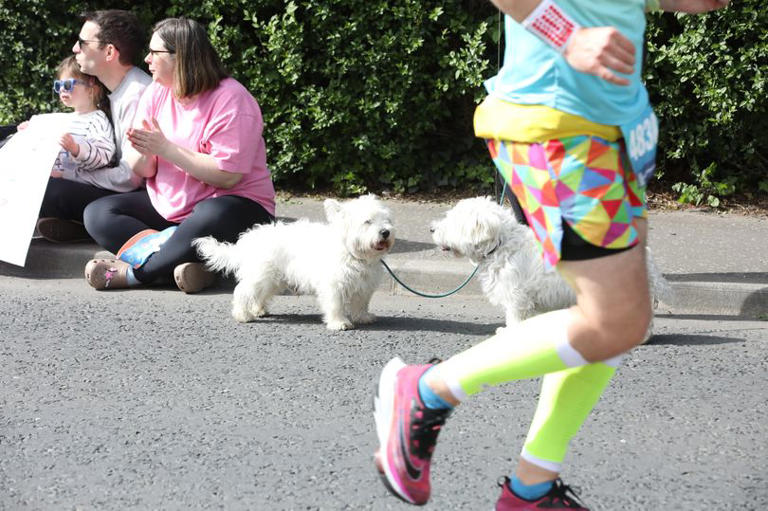 Belfast City Marathon charity spotlight: Assisi Animal Sanctuary