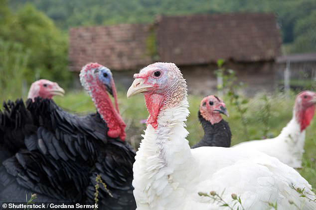 Chicken or beef... or crocodile? These are the best meats for your ...
