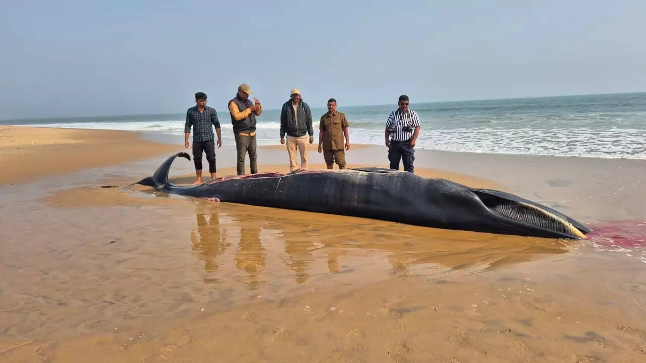25-ft-long Bryde’s whale skeleton to be preserved at Bhitarkanika