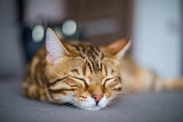 Cat eye language: Slow blinks, stares & dilated pupils