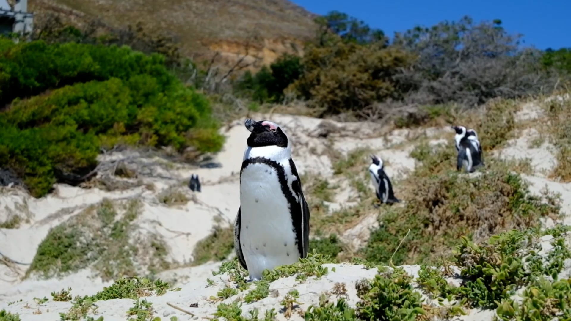African penguins at risk of extinction due to bird flu