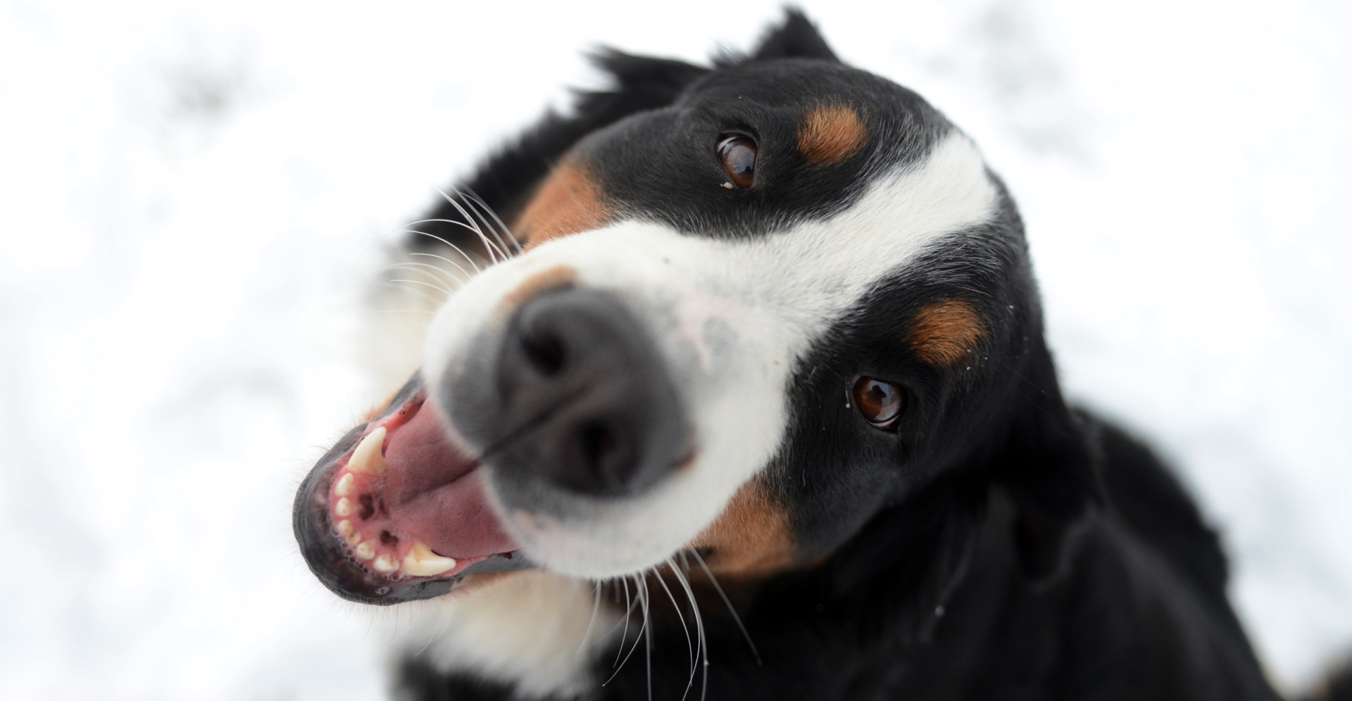 The secret ways dogs communicate with their owners