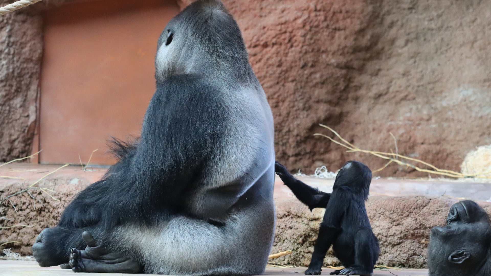 Cute footage shows baby gorilla hitting her unbothered father