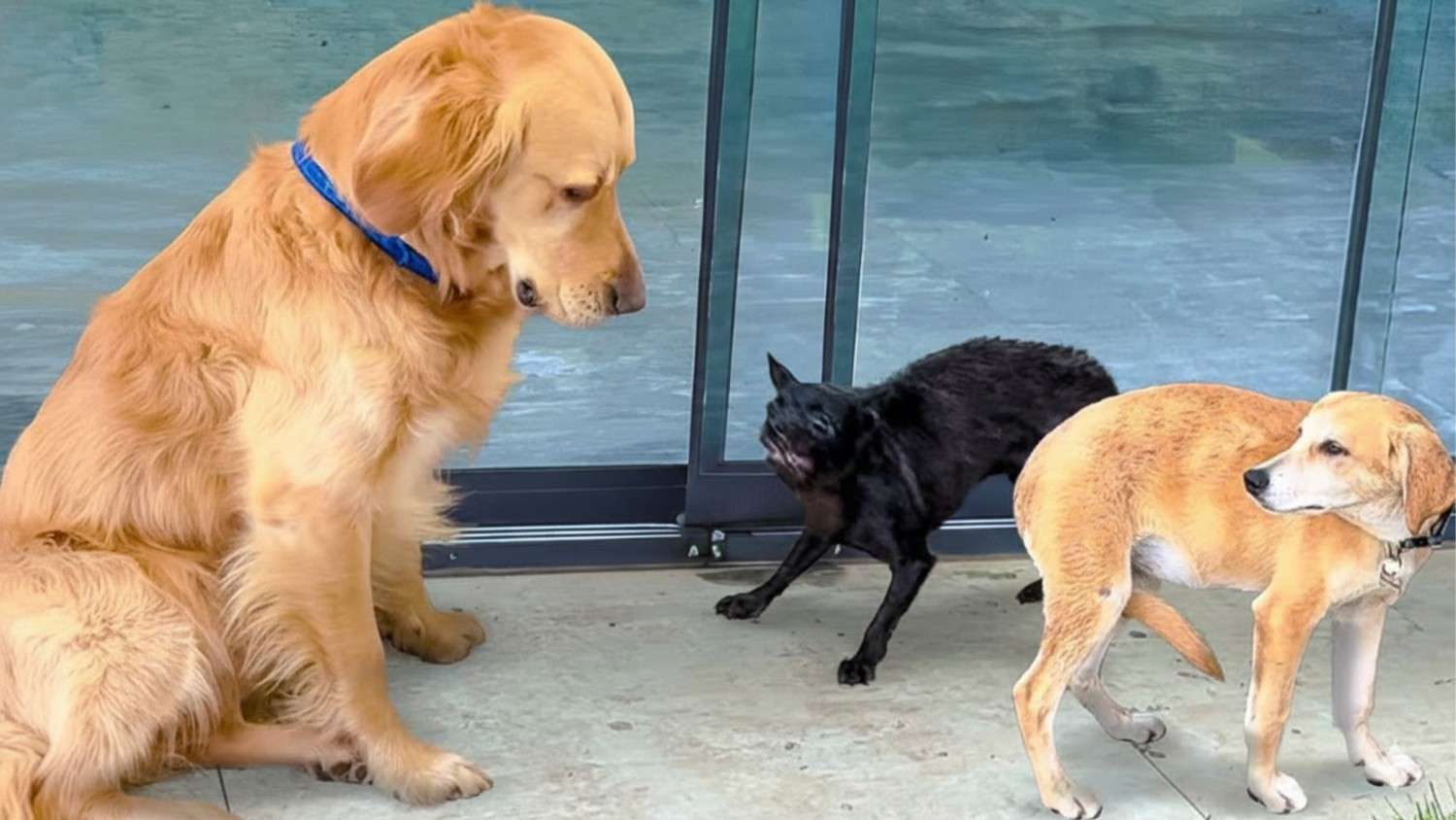 How my golden retriever handled 2 completely shut down rescue puppies
