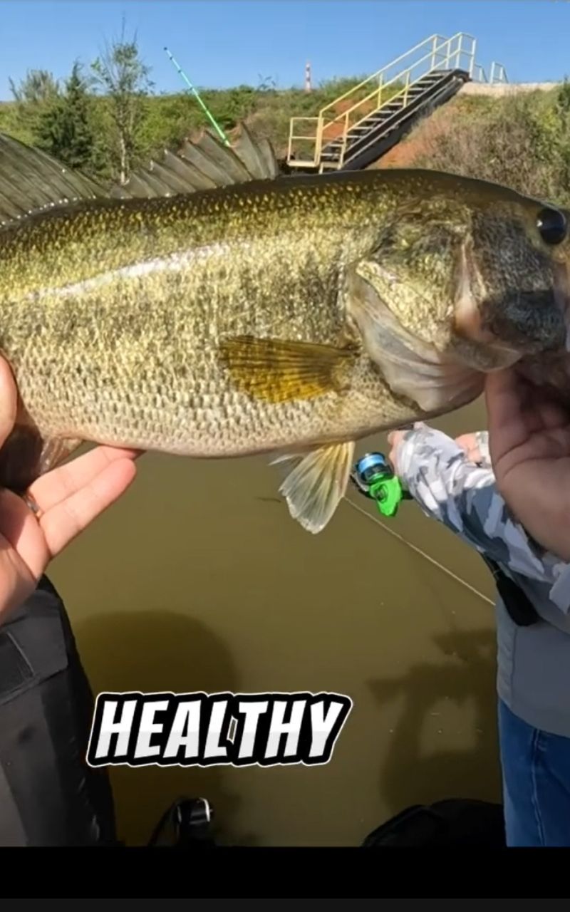 Catching big bass with the wacky rig