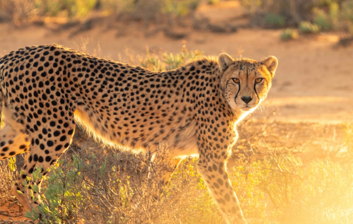 Fastest animals on land and sea