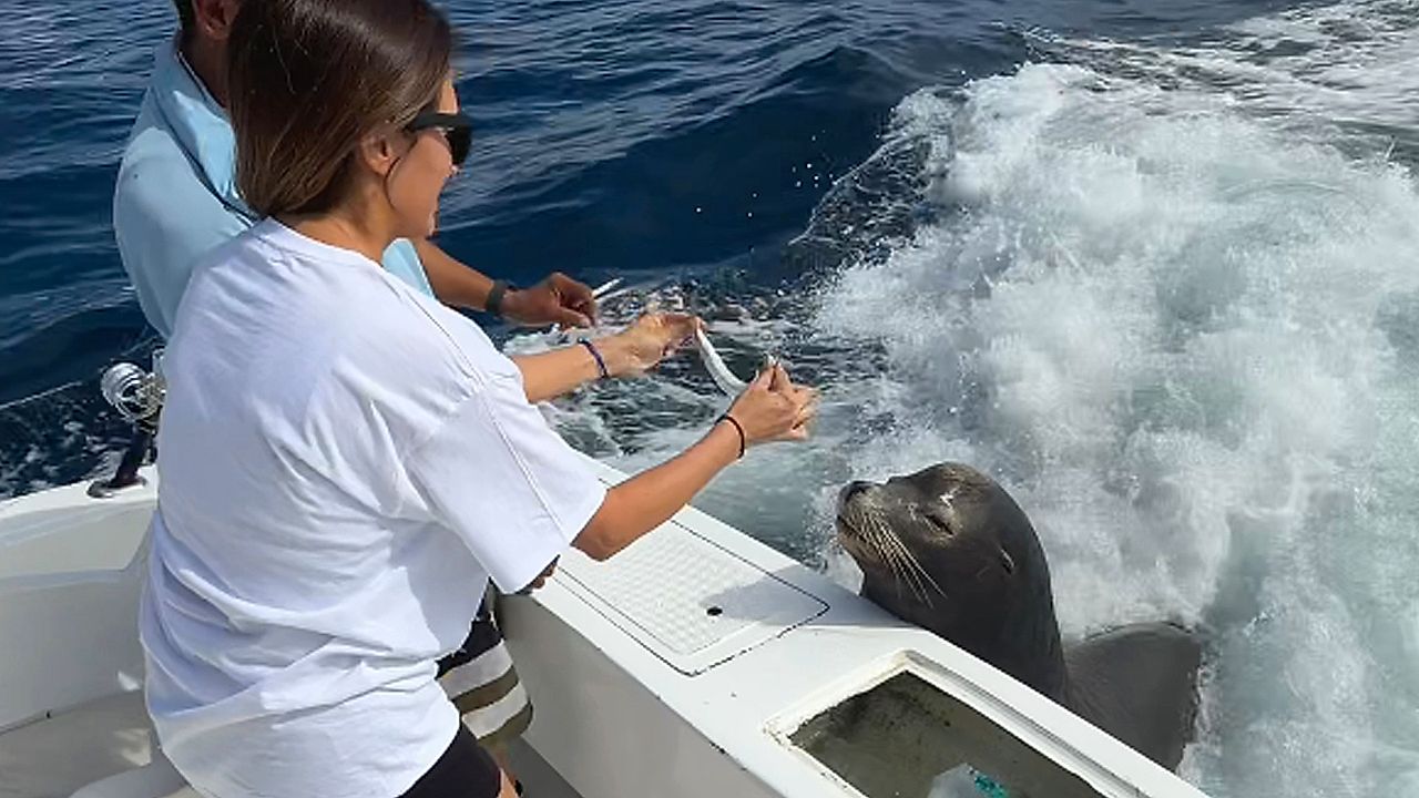 Tourist feeds and pets friendly sea lion