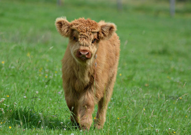 Baby highland cow zooms around her indoor track in hilarious antics