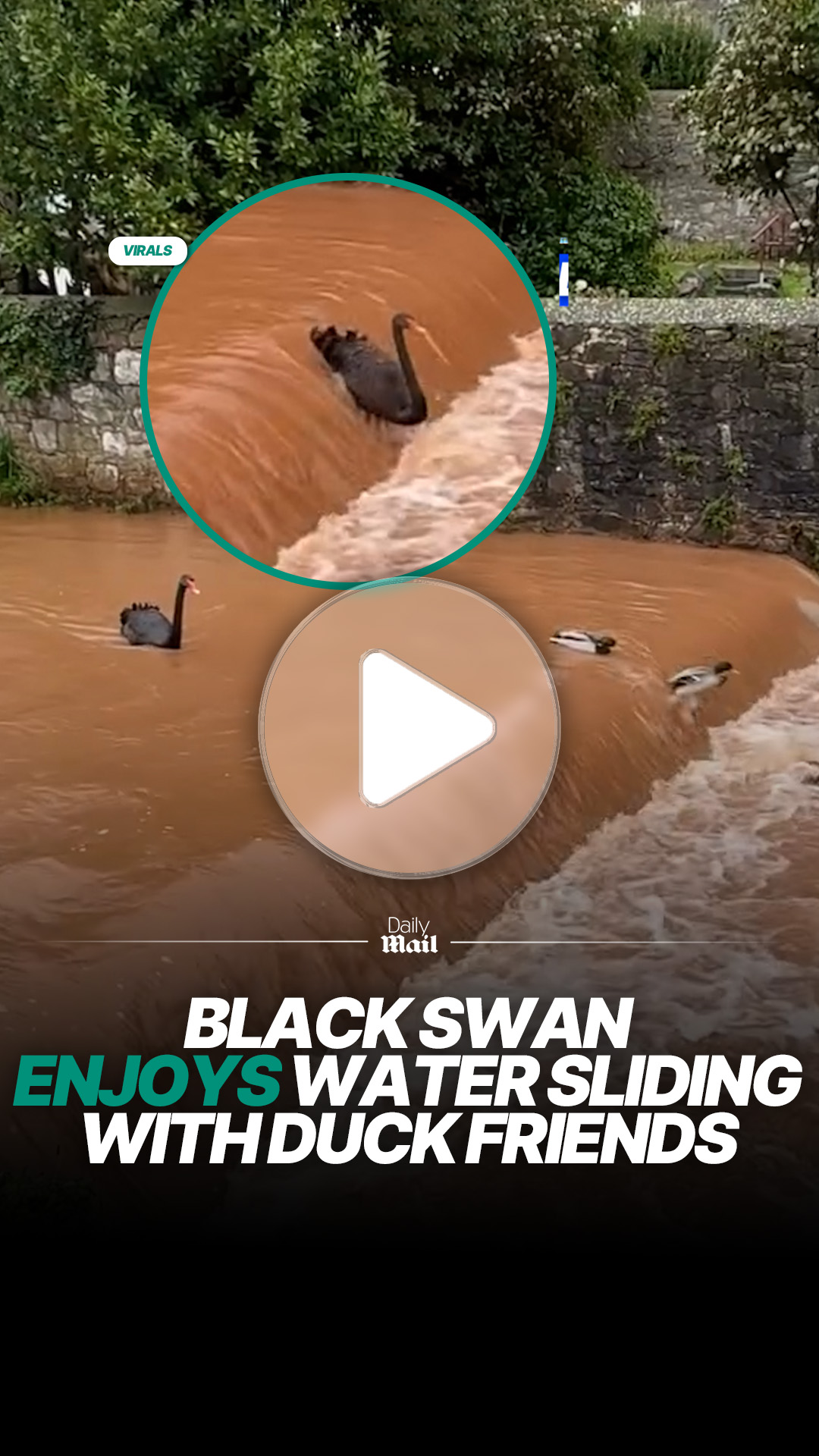 Black swan joins ducks for playful water slide ride