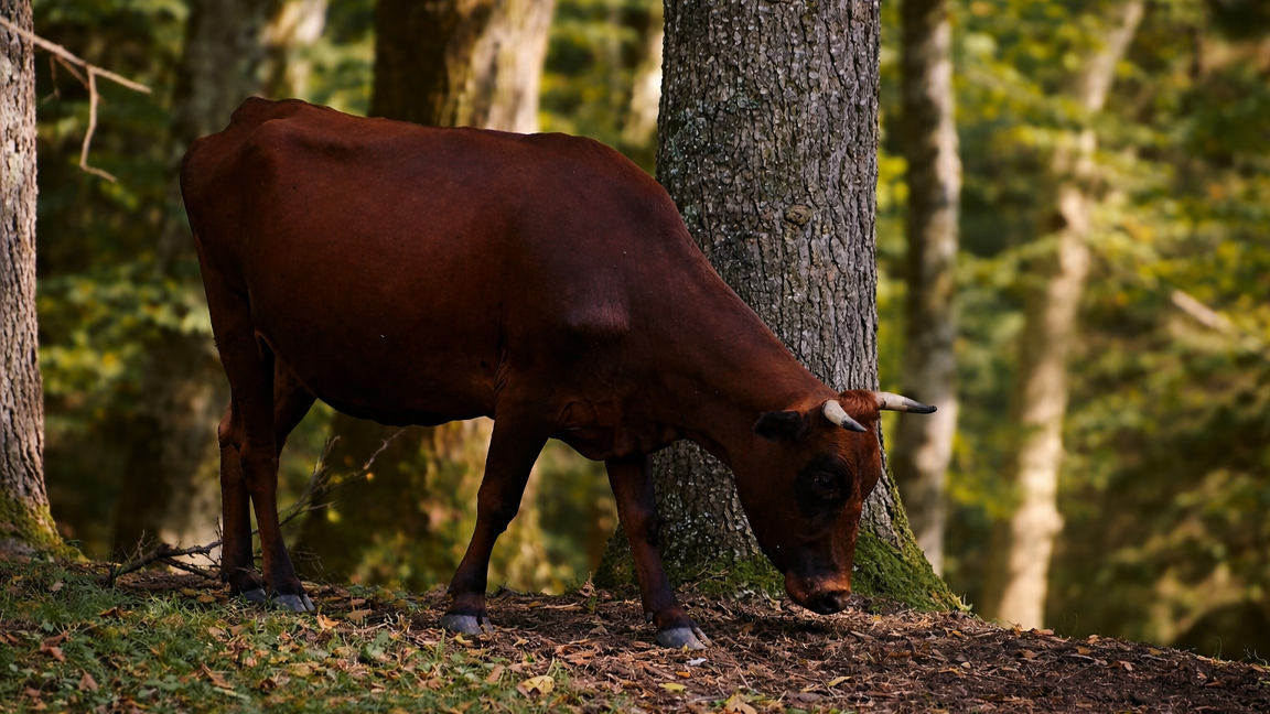 Vaca marrón pastando tranquila en el bosque