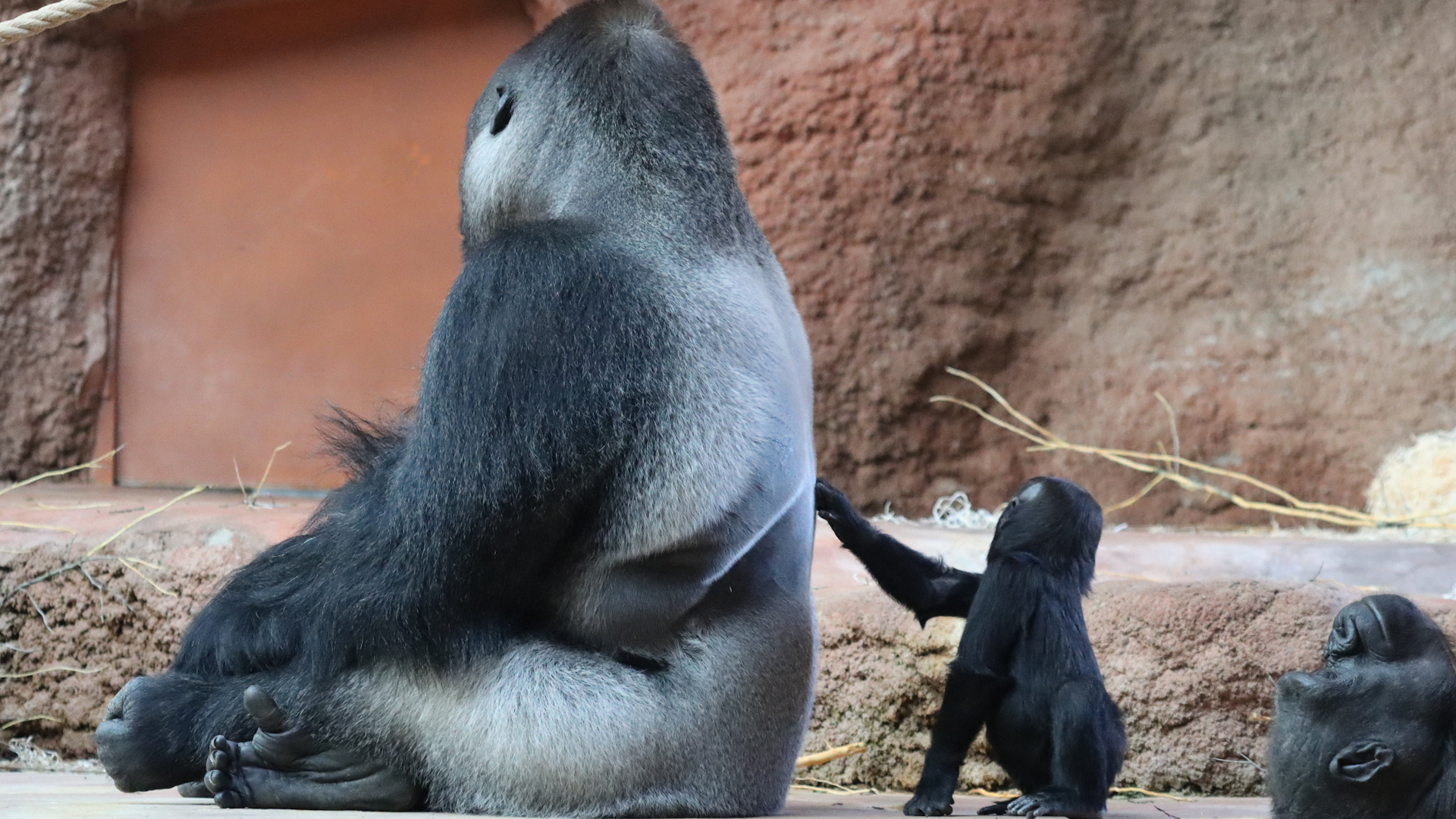 Cute footage shows baby gorilla hitting her unbothered father