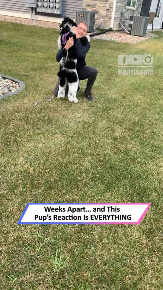 Weeks apart and this pup’s reaction says it all