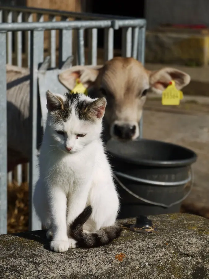 A barn cat shivers beside a newborn calf, and one gentle cow makes space