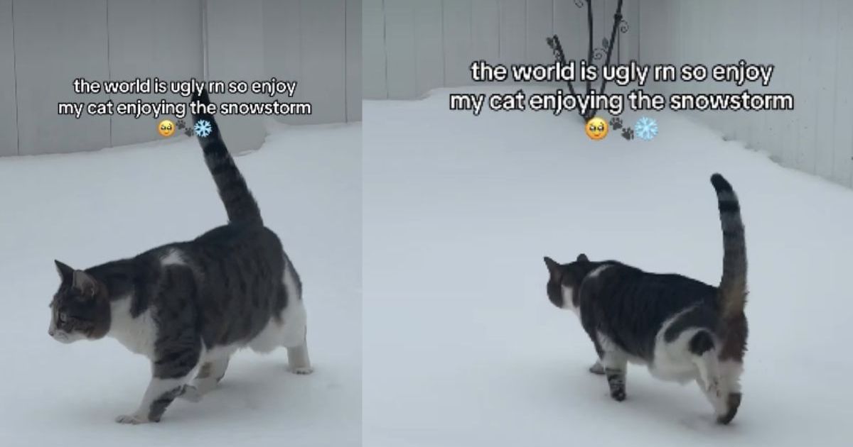 Video of cat enjoying the snowstorm will brighten your feed