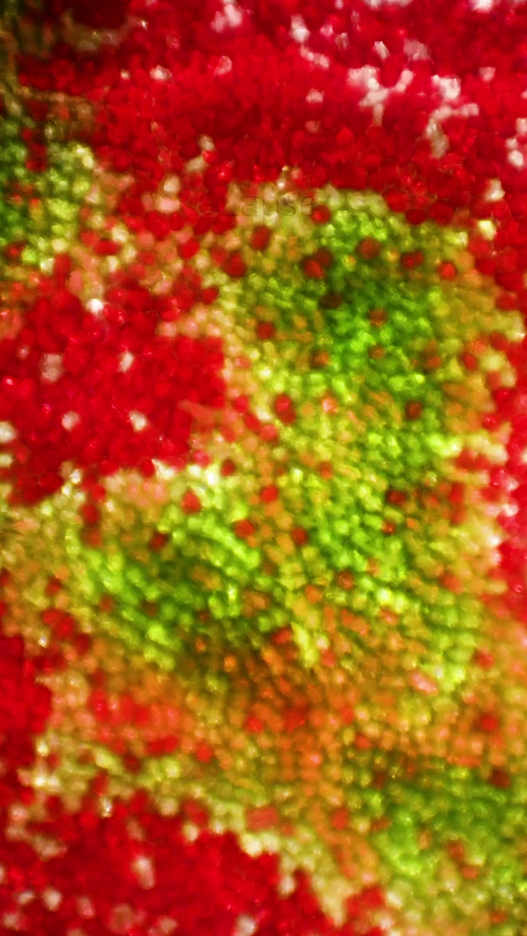 Red aglaonema leaf under microscope