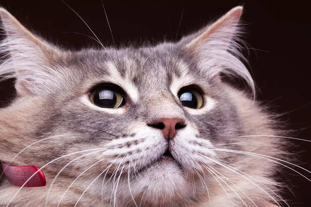 Cat eye language: Slow blinks, stares & dilated pupils