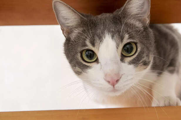 Cat eye language: Slow blinks, stares & dilated pupils