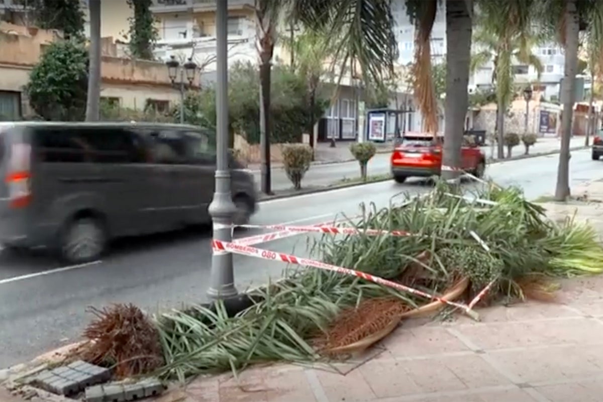 Woman killed by falling tree as 50mph winds batter Costa del Sol