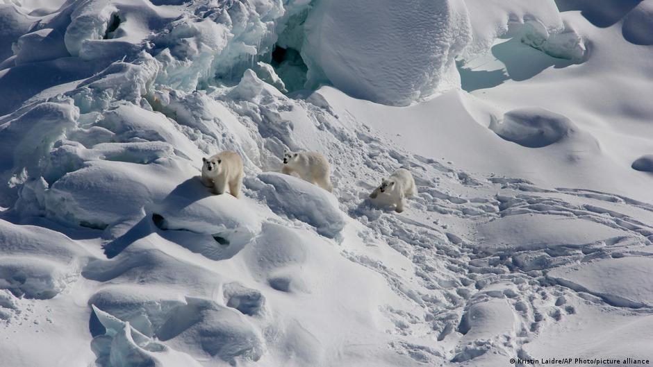 Arctic scientists 'feel pretty uncomfortable' on Greenland