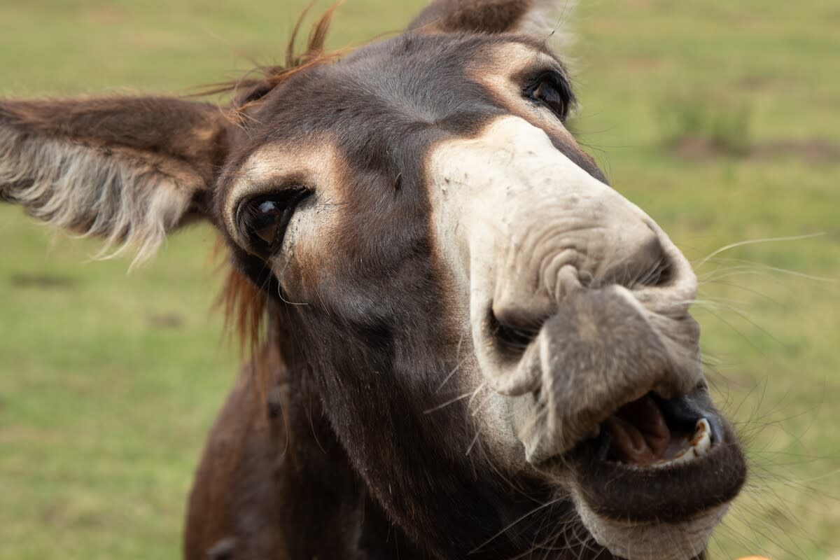 Trout, the donkey, and Duchess, the Great Pyrenees, display hilarious ...