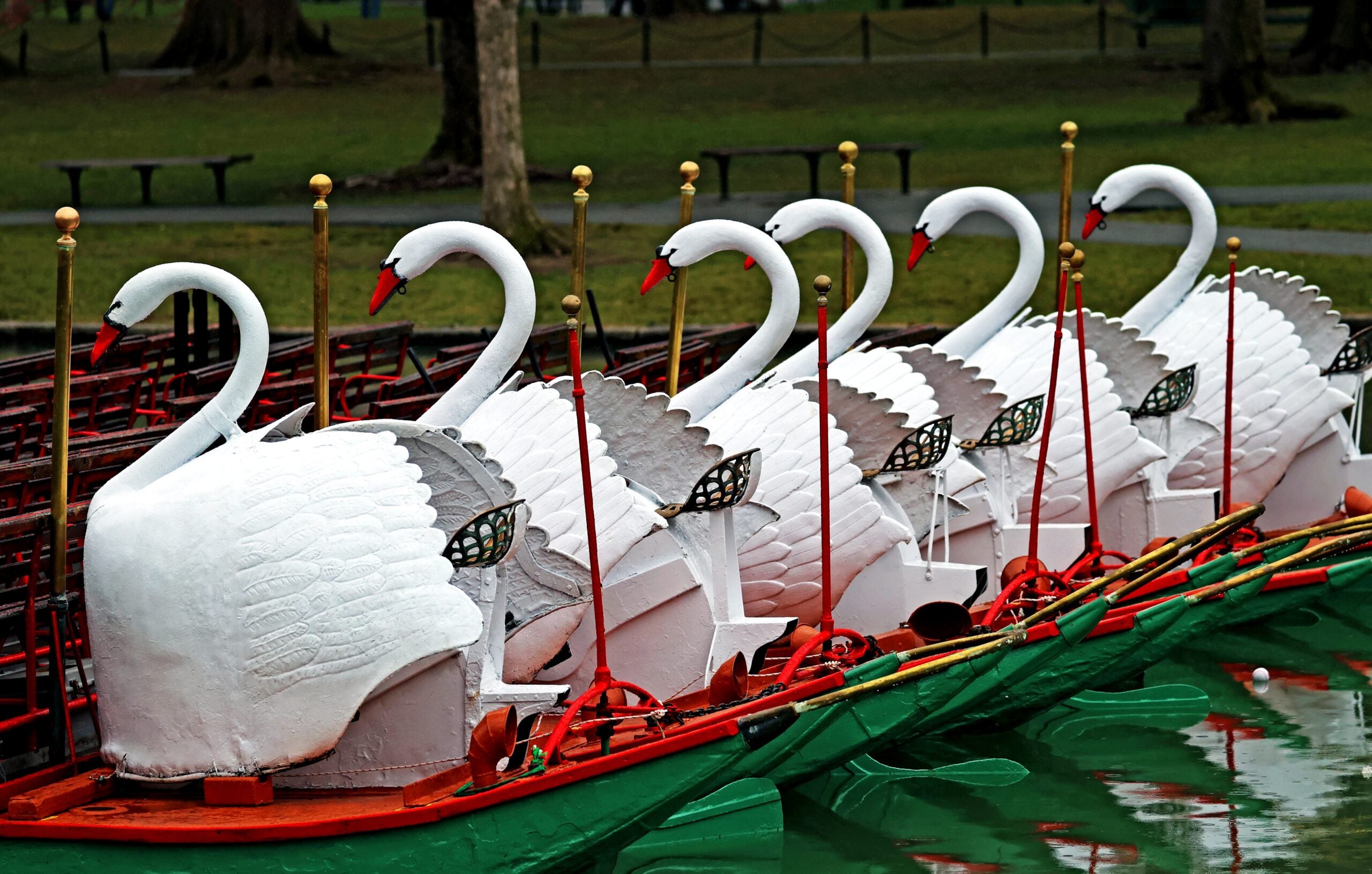 Where do the Swan Boats go in the winter?