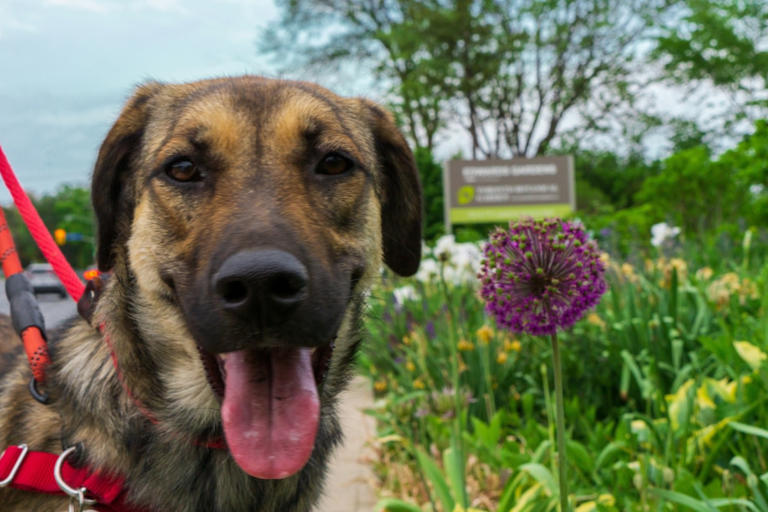 Rescue dog's first beach day after miraculous recovery is pure joy