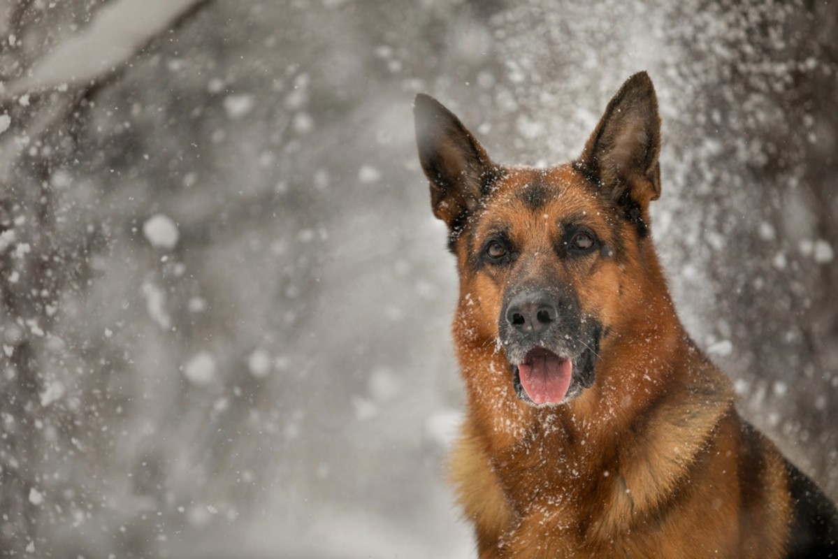 German shepherd gets unexpected snow zoomie buddy in adorable viral video