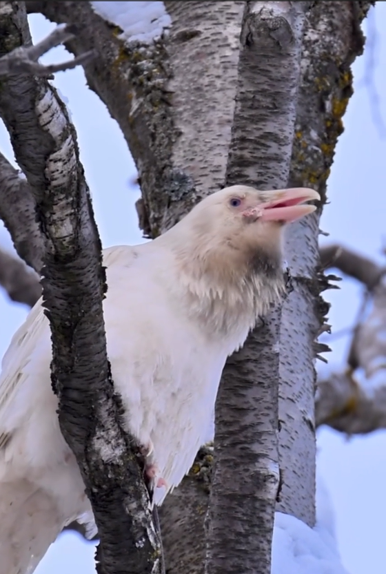 The white raven | Rare wildlife footage