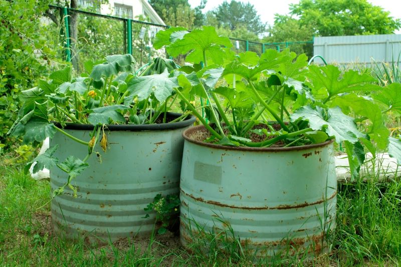 How to grow courgettes in containers for a heavy, healthy harvest
