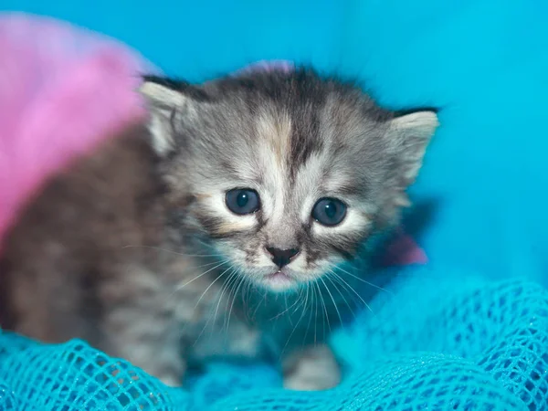 Blue-eyed Maine Coon kittens look magical, but their eye color can mean ...